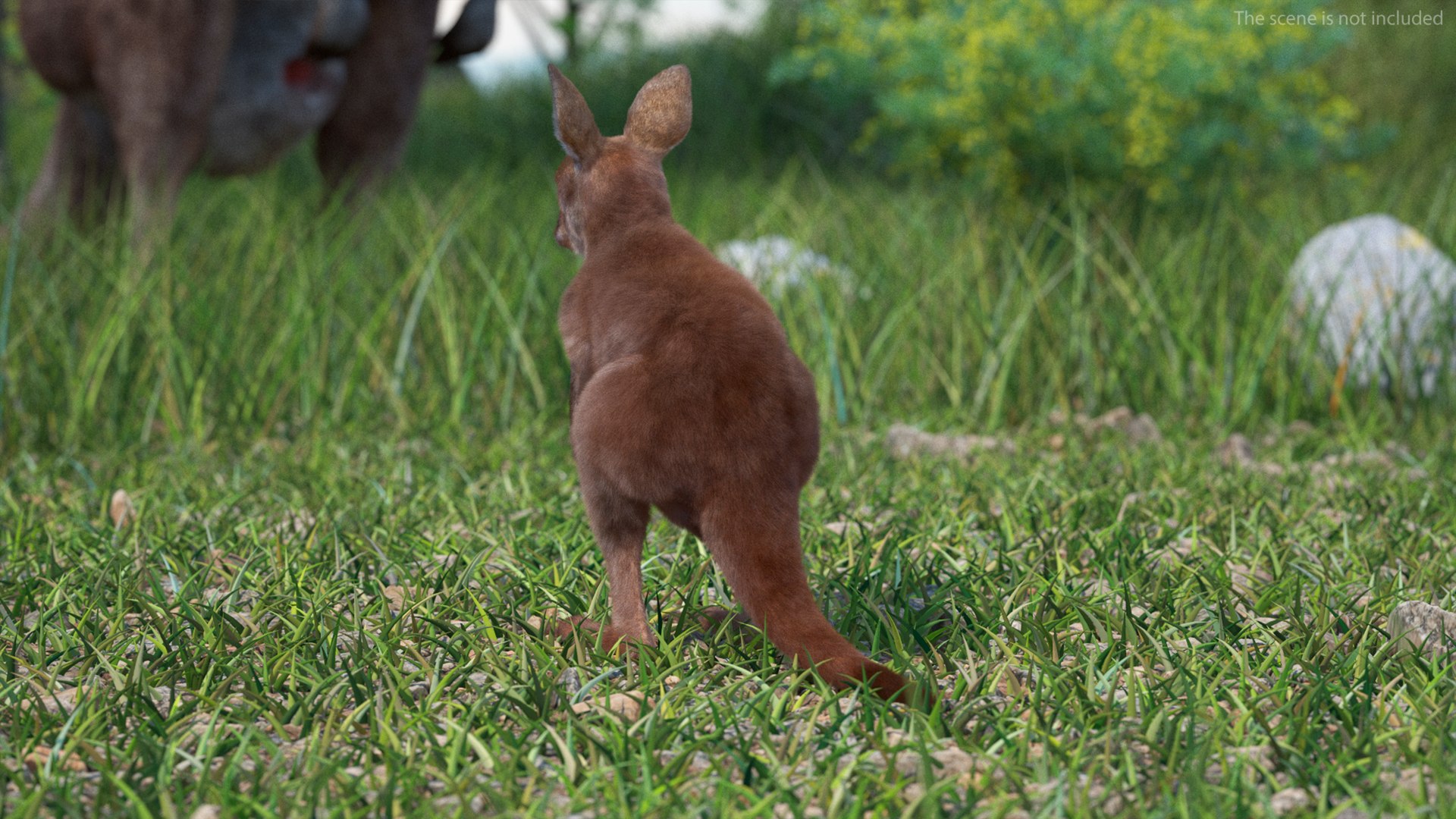 Baby Kangaroo Fur 3D Model - TurboSquid 2247544