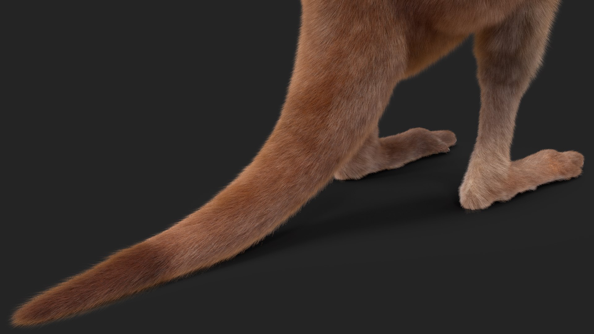 Baby Kangaroo Fur 3D Model - TurboSquid 2247544