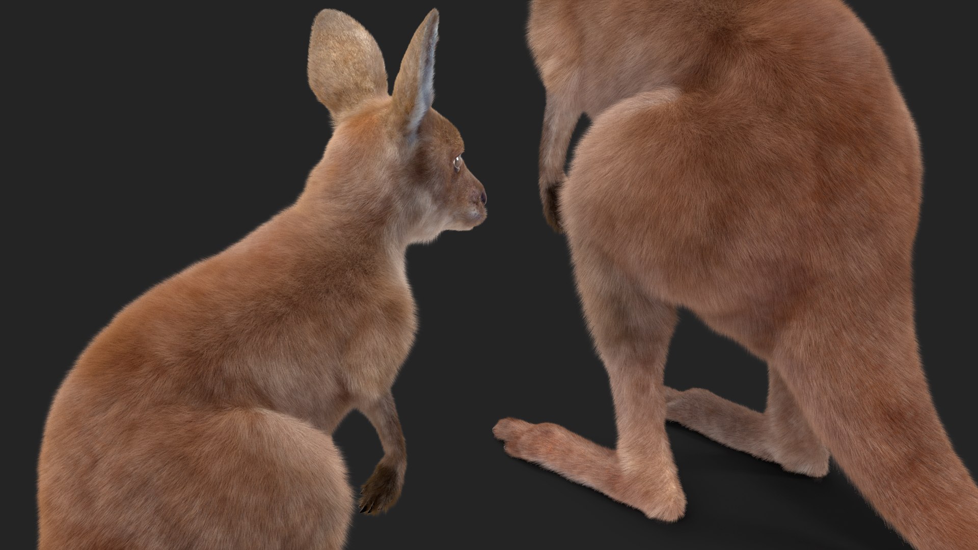 Baby Kangaroo Fur 3D Model - TurboSquid 2247544