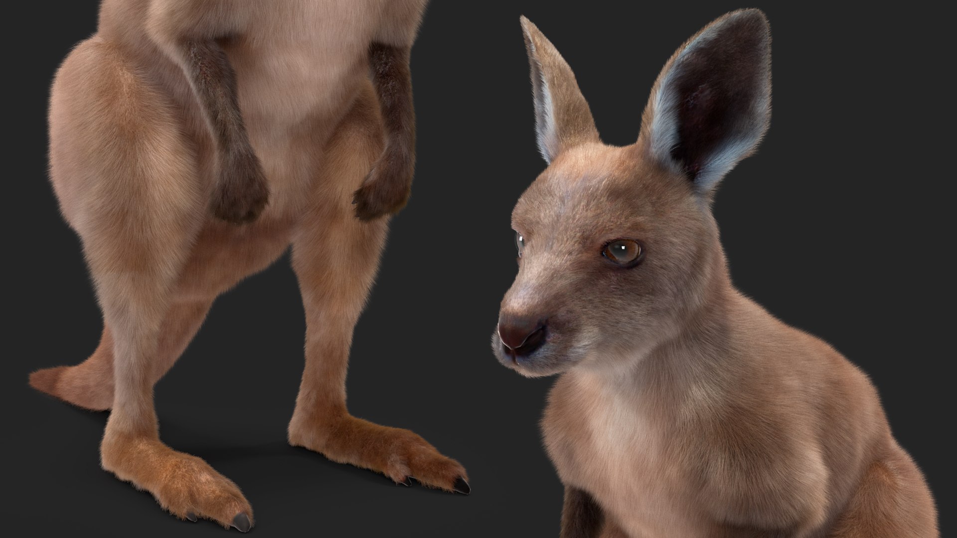 Baby Kangaroo Fur 3D Model - TurboSquid 2247544