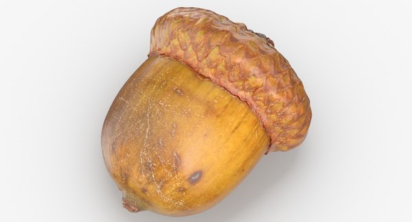 Acorns and Almonds With Shell Collection 03 - 5 models 3D model ...