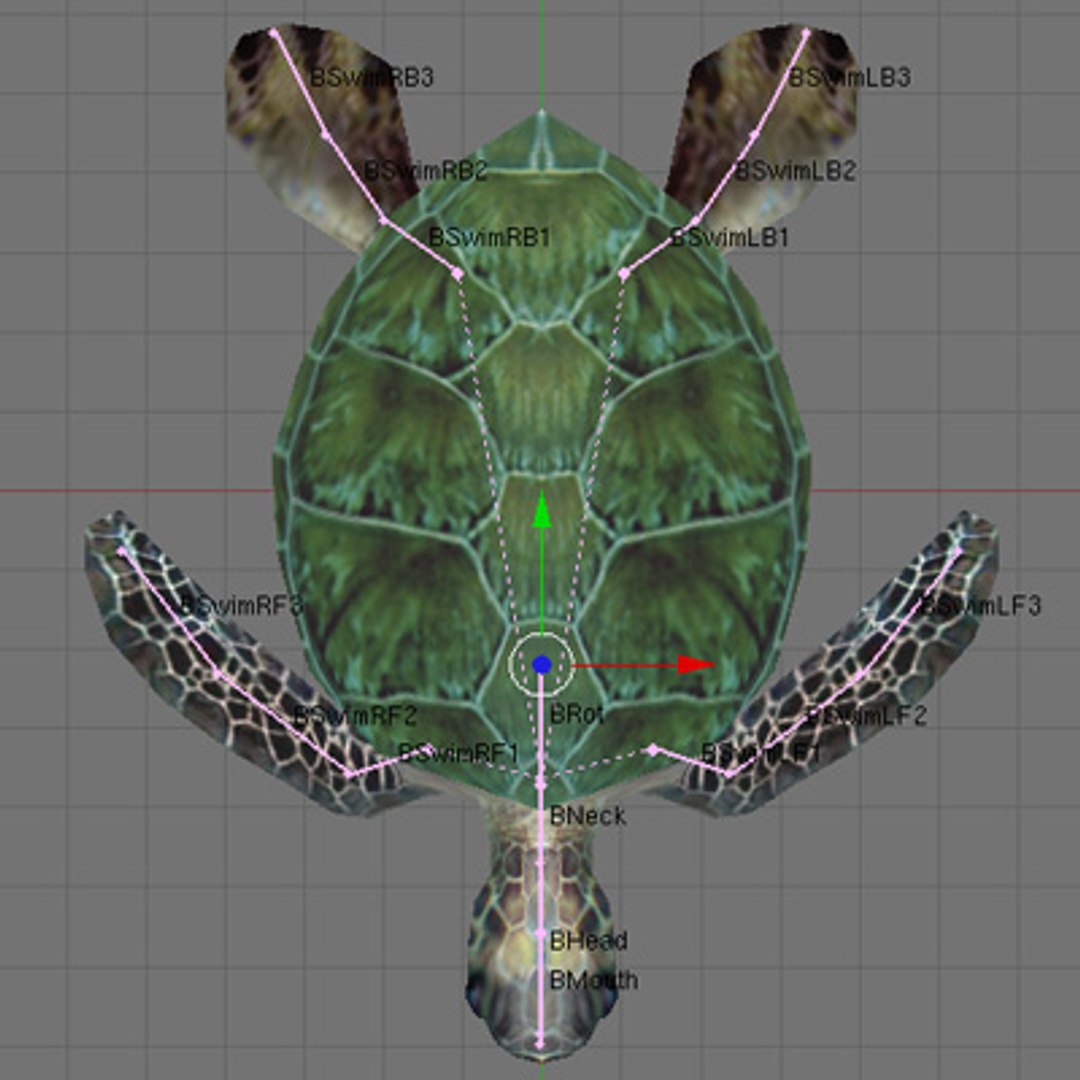 maya green sea turtle