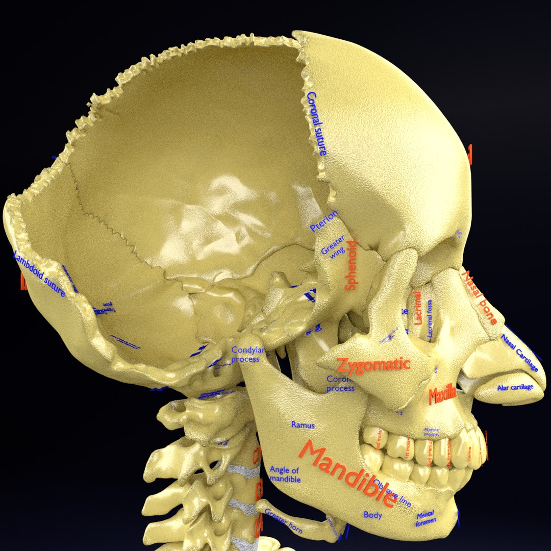 3D Model Human Skeleton Labelling Parts - TurboSquid 1442514