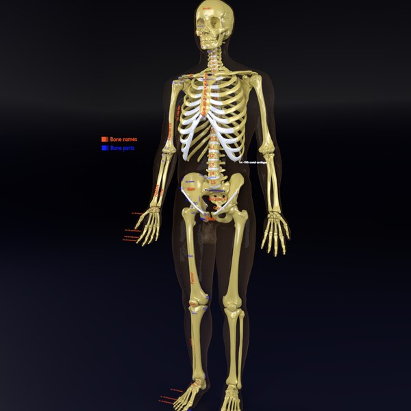3D model human skeleton labelling parts - TurboSquid 1442514