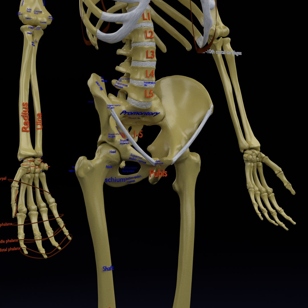 3D Model Human Skeleton Labelling Parts - TurboSquid 1442514