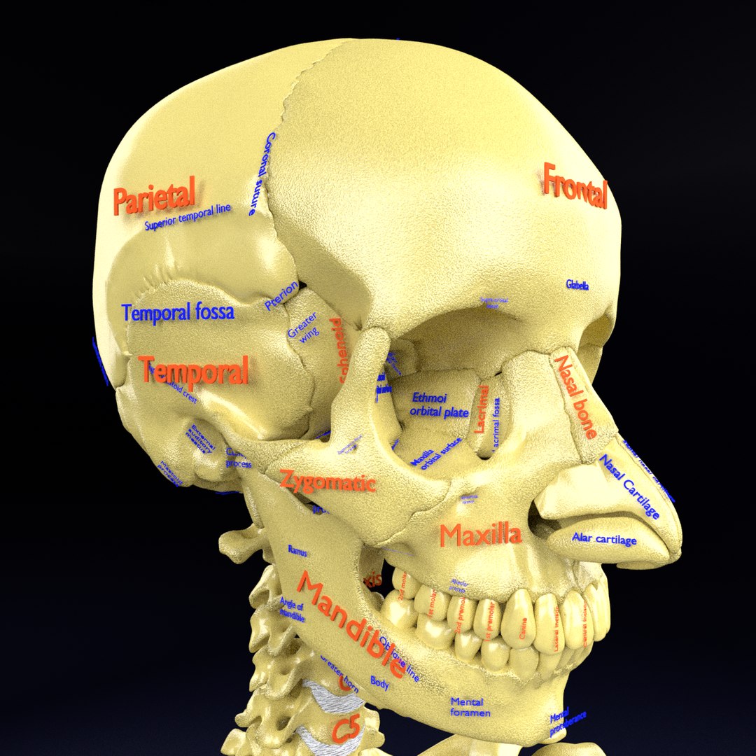 3D Model Human Skeleton Labelling Parts - TurboSquid 1442514