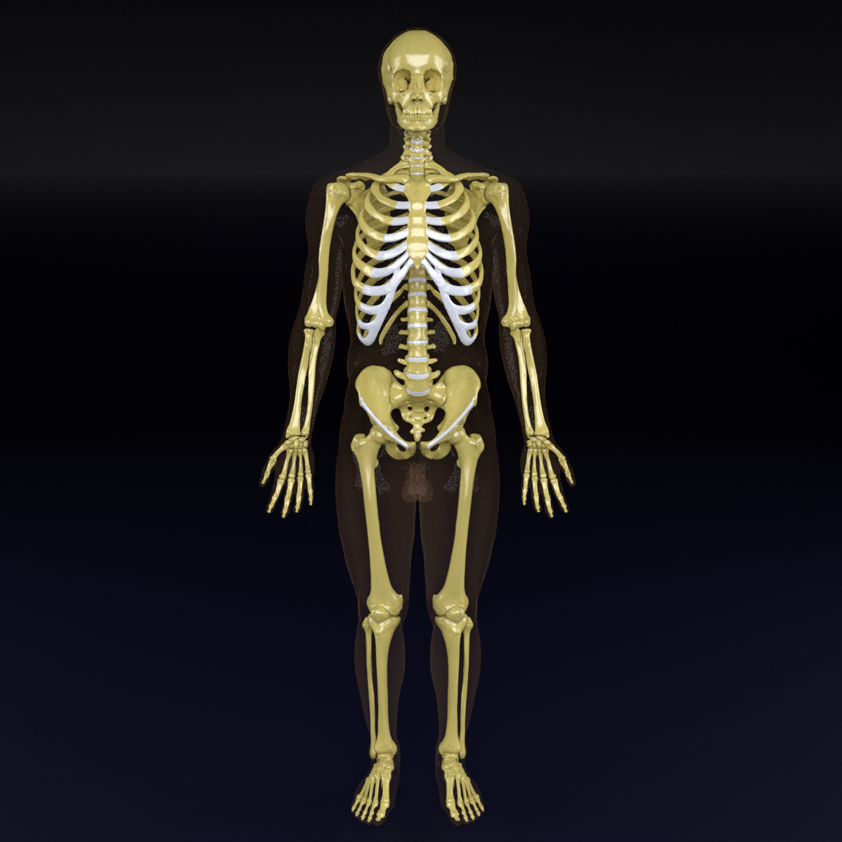 3D model human skeleton labelling parts - TurboSquid 1442514