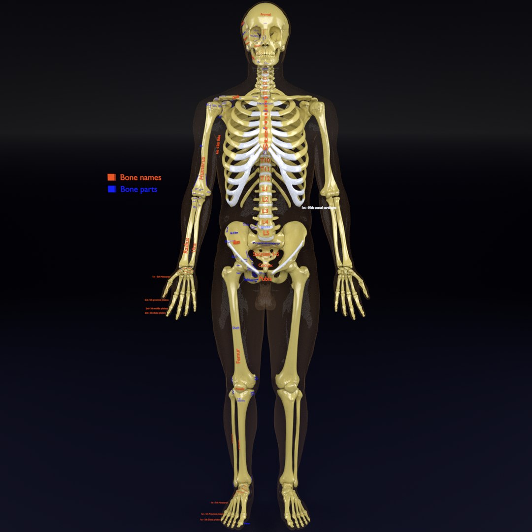 3D Model Human Skeleton Labelling Parts - TurboSquid 1442514