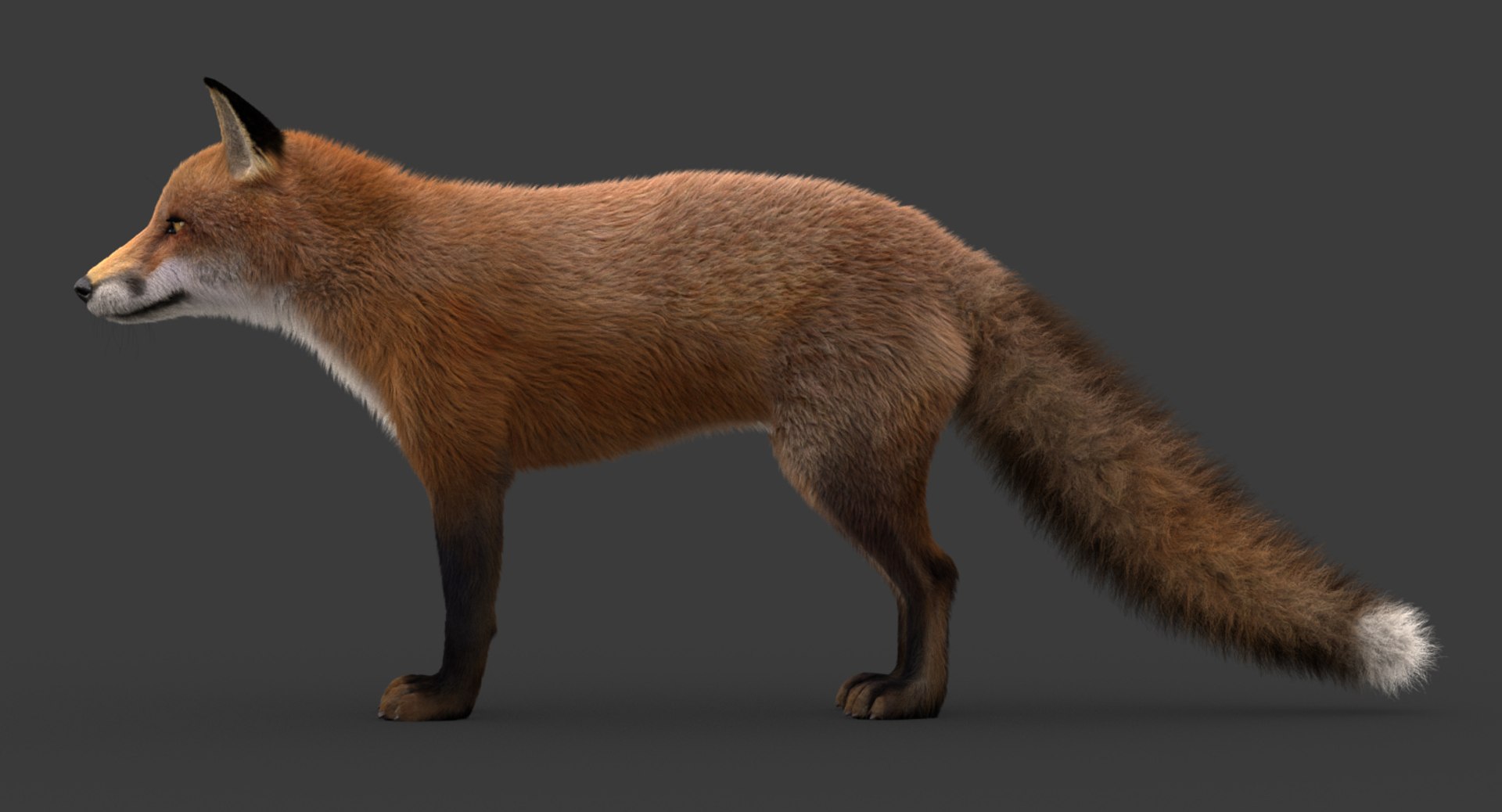 Fox Fur Animation 3D Model - TurboSquid 1214960