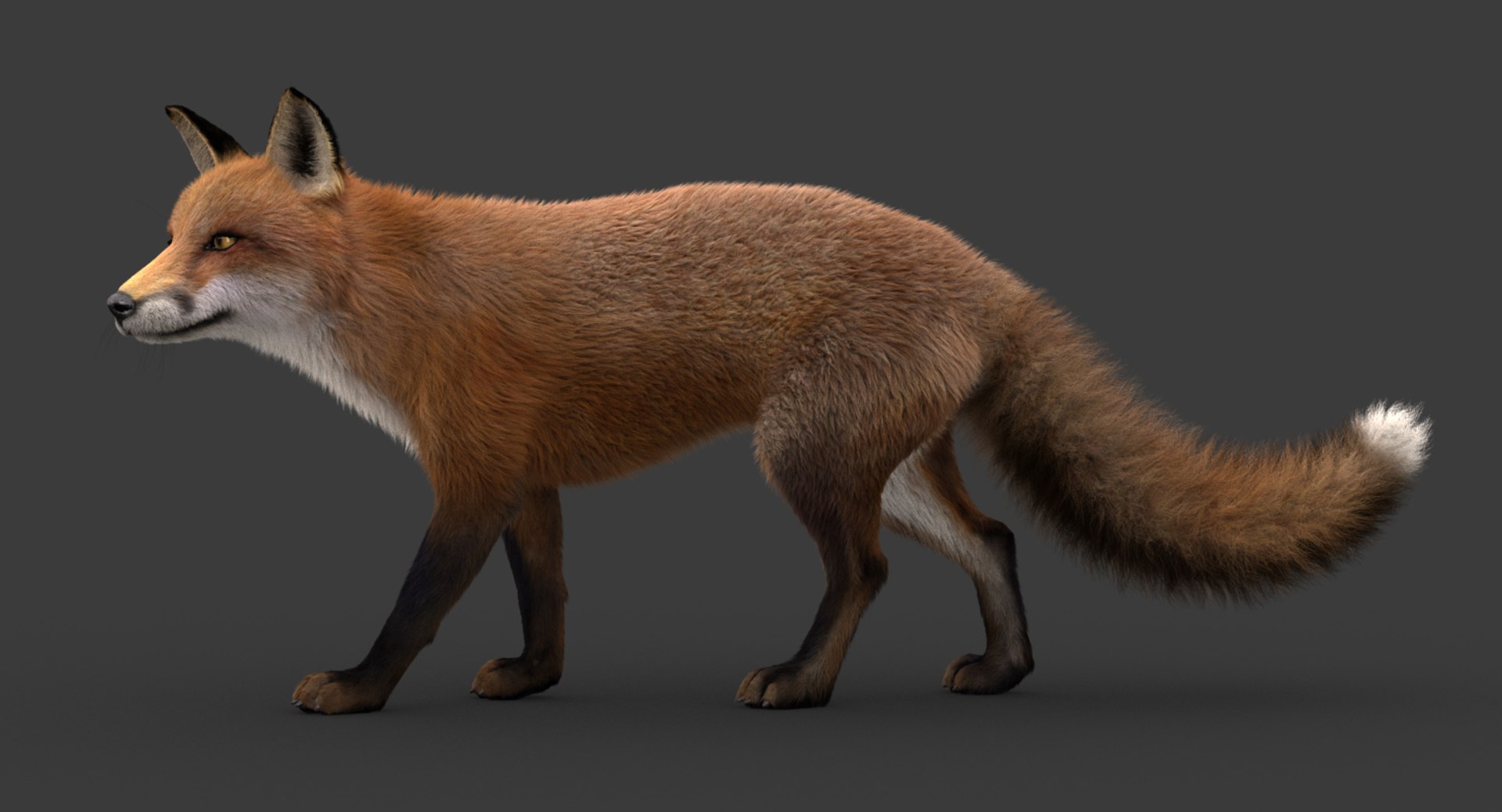 Fox fur animation 3D model - TurboSquid 1214960