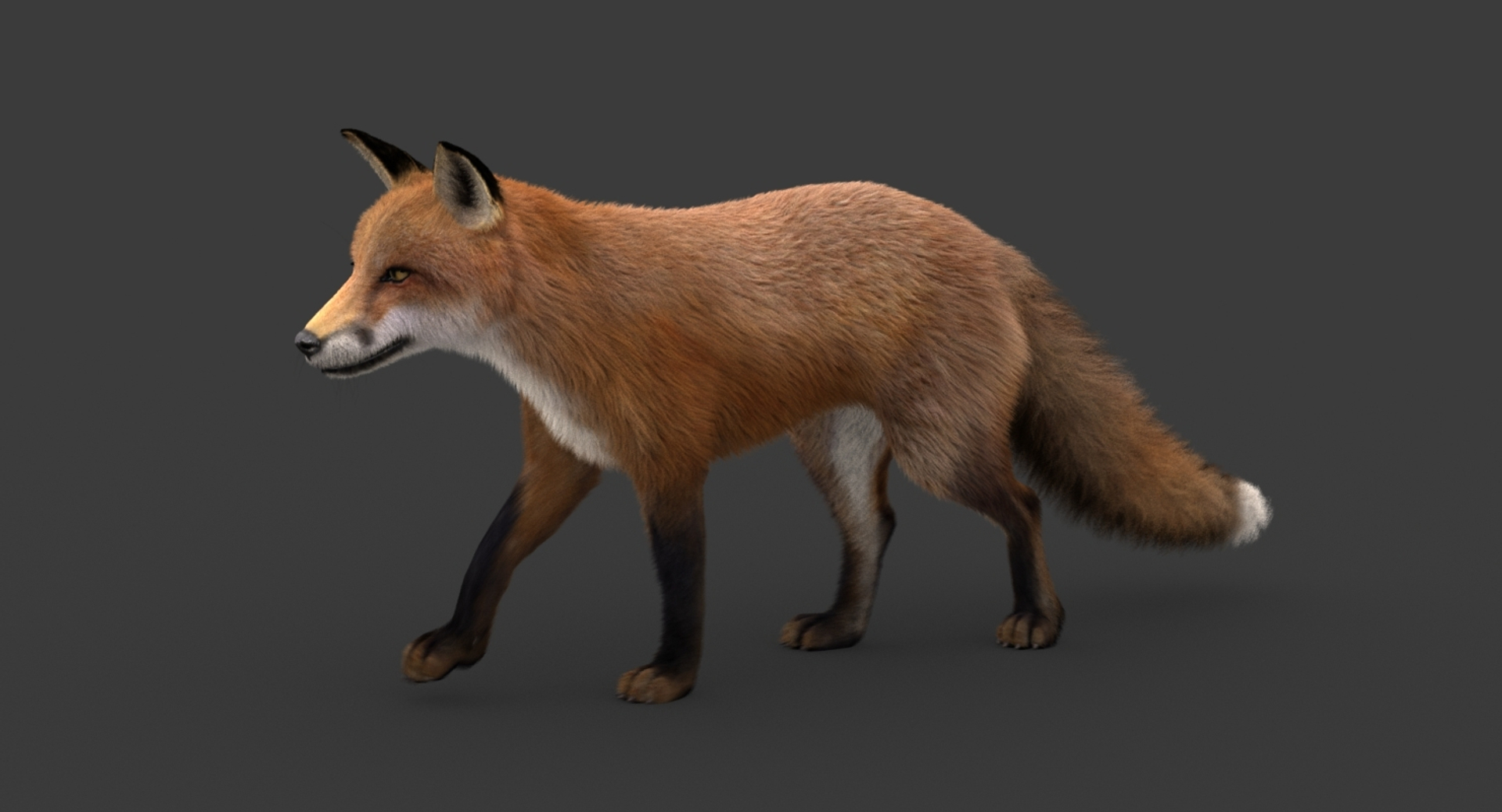 Fox Fur Animation 3D Model - TurboSquid 1214960