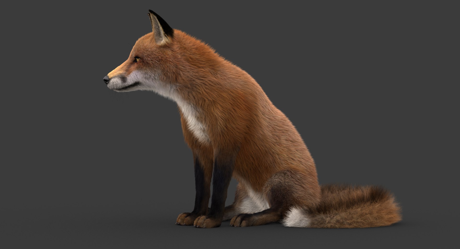 Fox Fur Animation 3D Model - TurboSquid 1214960