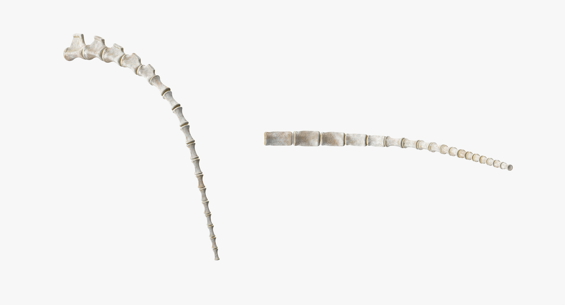 Tail Skeleton 3D Model - TurboSquid 1336293