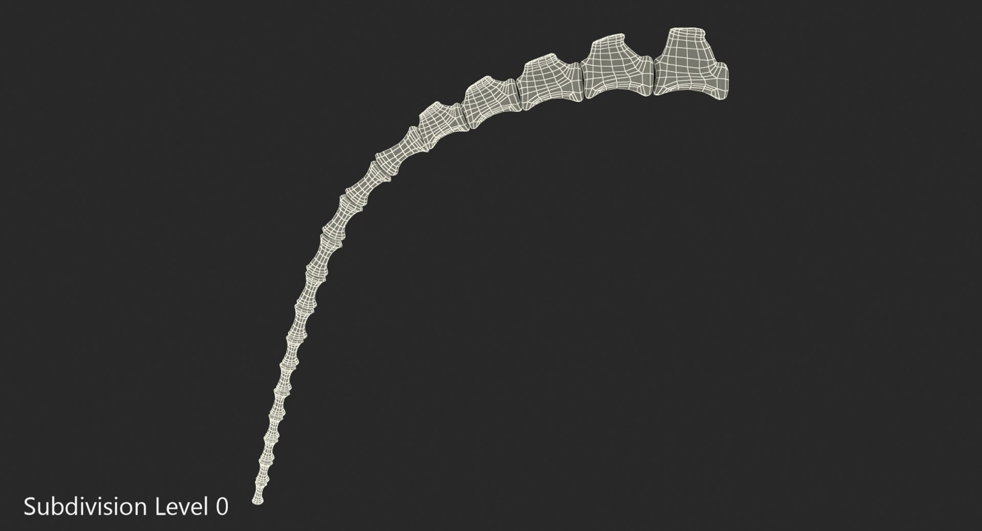 Tail Skeleton 3D Model - TurboSquid 1336293