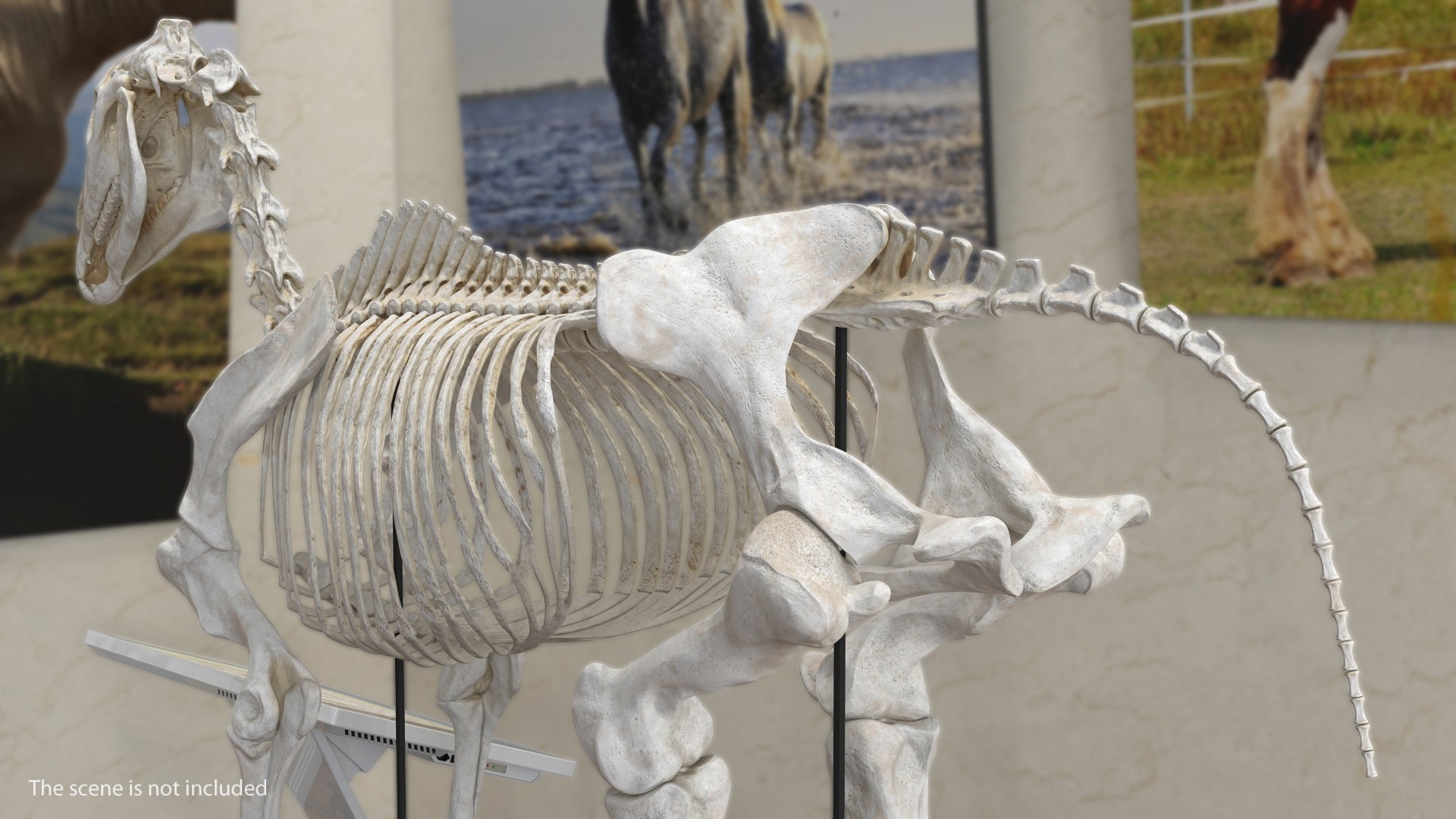 Tail Skeleton 3D Model - TurboSquid 1336293