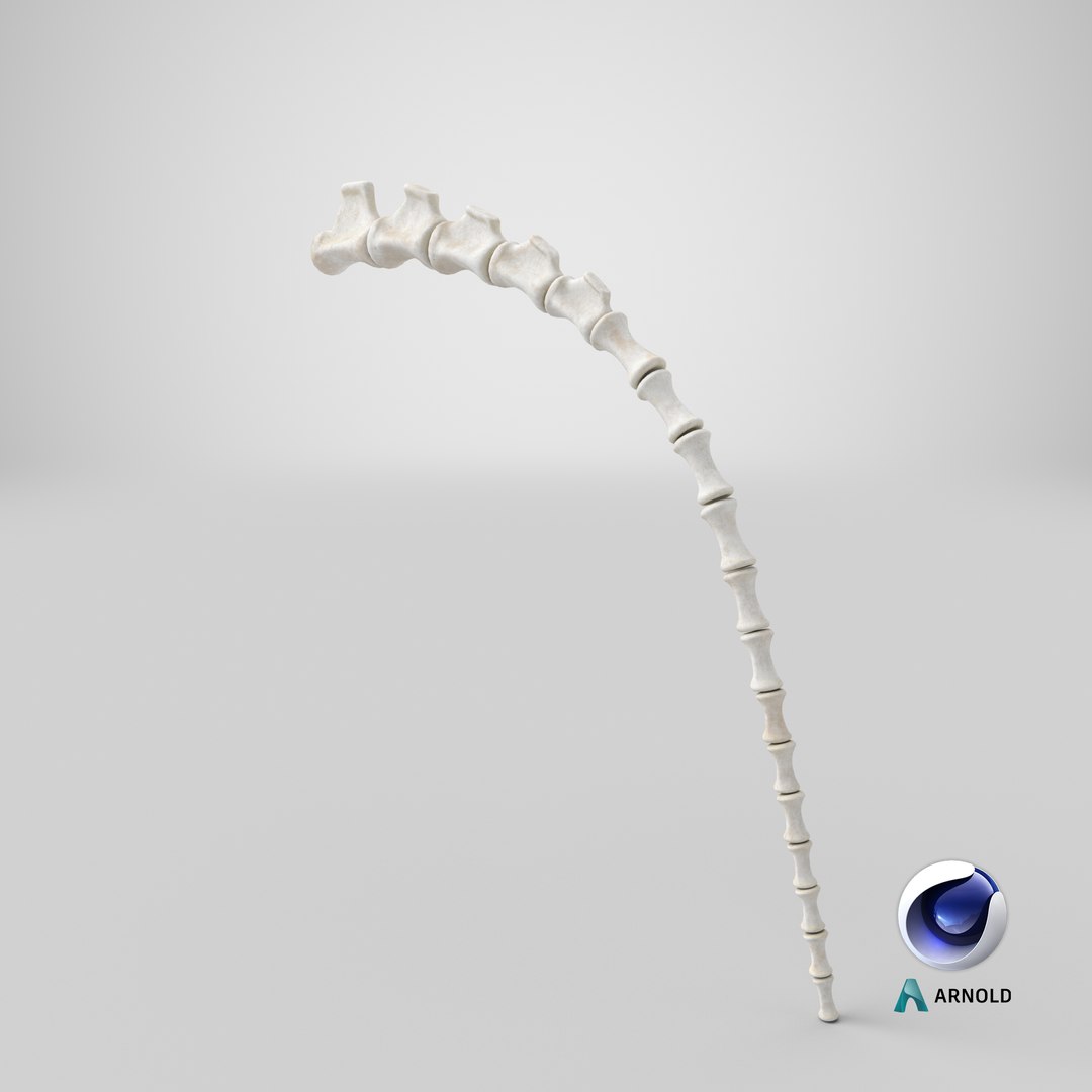 Tail Skeleton 3D Model - TurboSquid 1336293