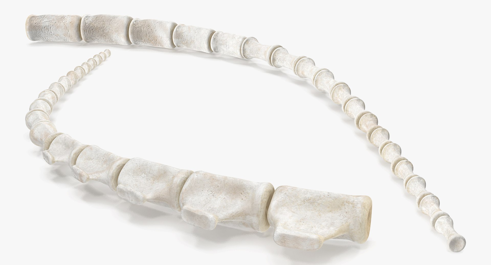 Tail Skeleton 3D Model - TurboSquid 1336293