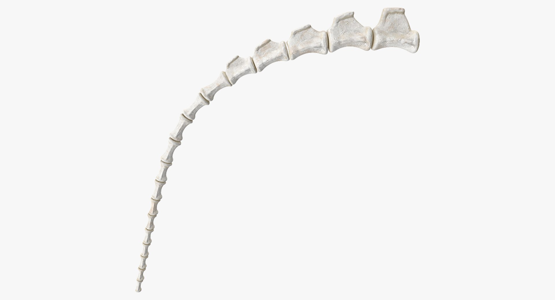 Tail skeleton 3D model - TurboSquid 1336293