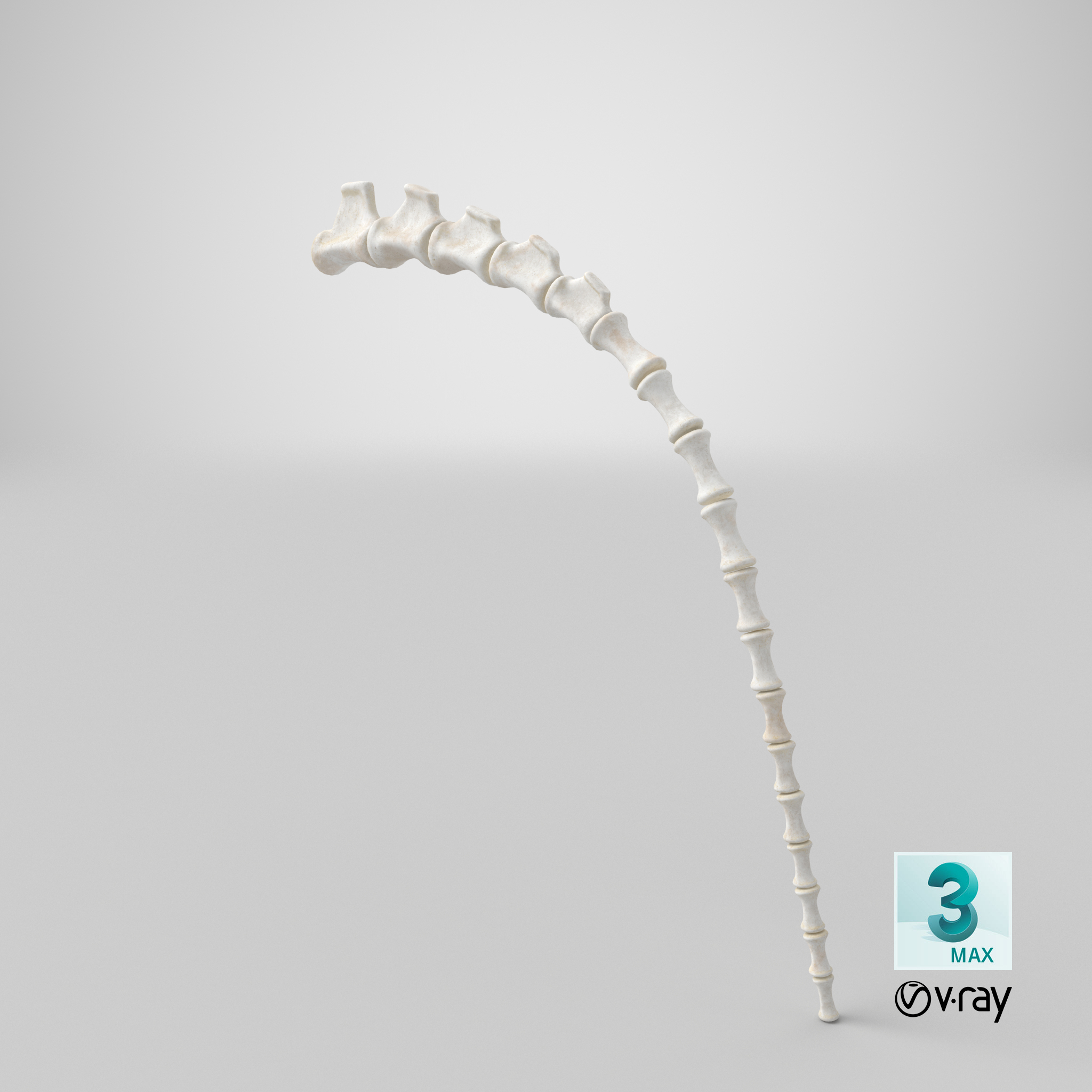 Tail skeleton 3D model - TurboSquid 1336293