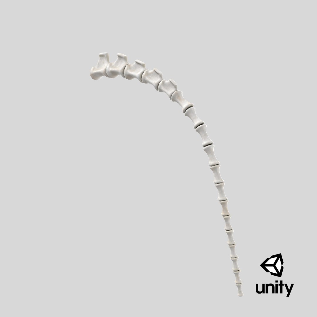 Tail Skeleton 3D Model - TurboSquid 1336293