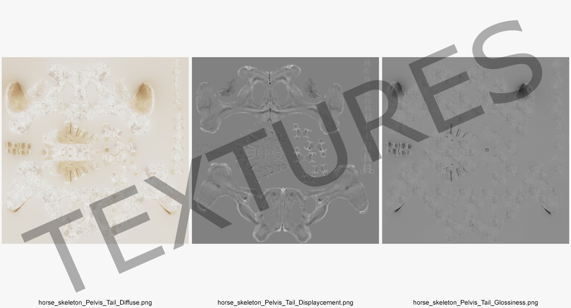 Tail Skeleton 3D Model - TurboSquid 1336293