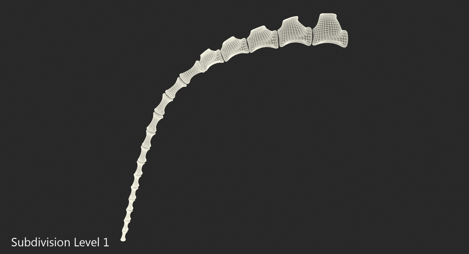 Tail Skeleton 3D Model - TurboSquid 1336293