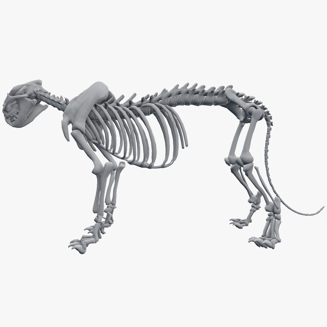 Skeleton Leopard 3d Model