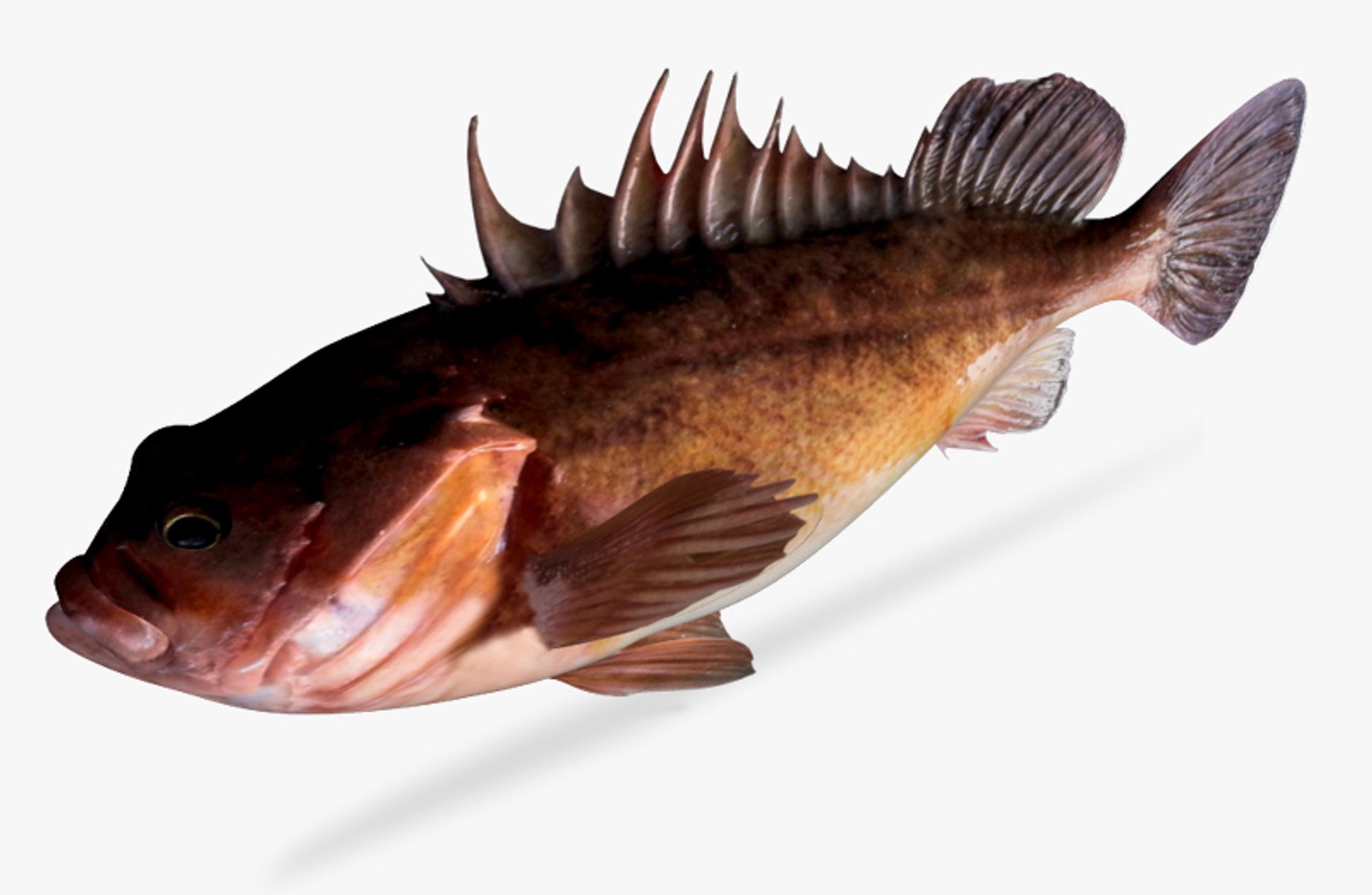 3d Model Brown Rockfish