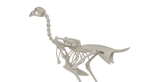 3D hen skeleton - TurboSquid 1356858