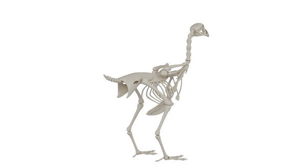 3D hen skeleton - TurboSquid 1356858