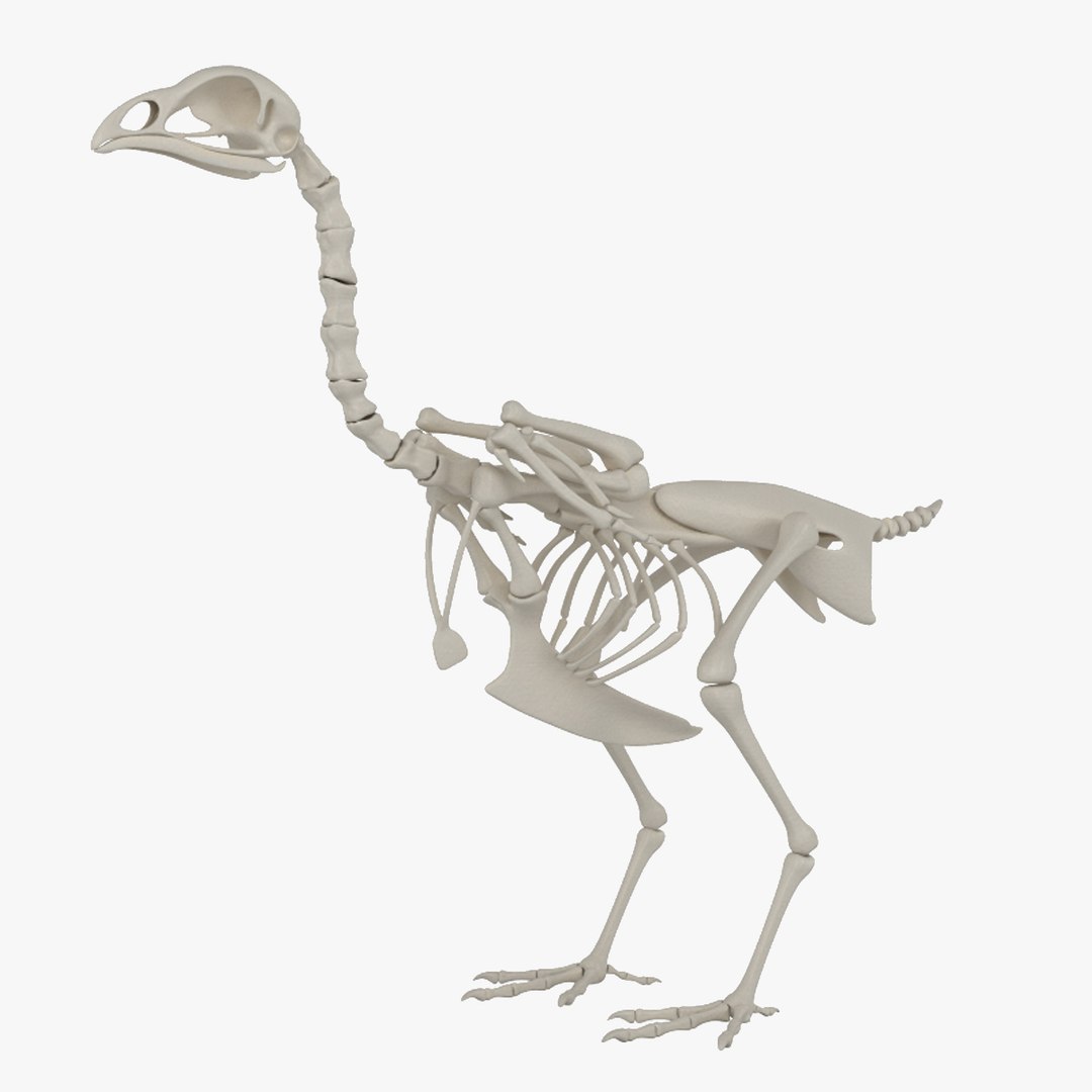 3D hen skeleton - TurboSquid 1356858