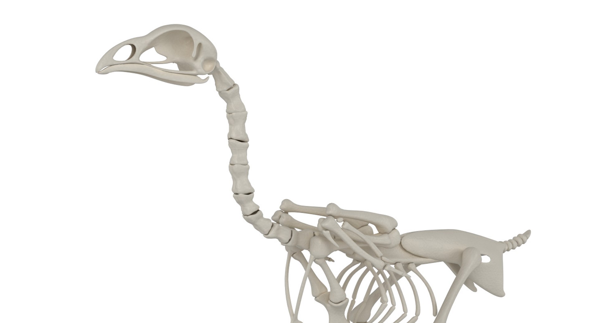 3D Hen Skeleton - TurboSquid 1356858