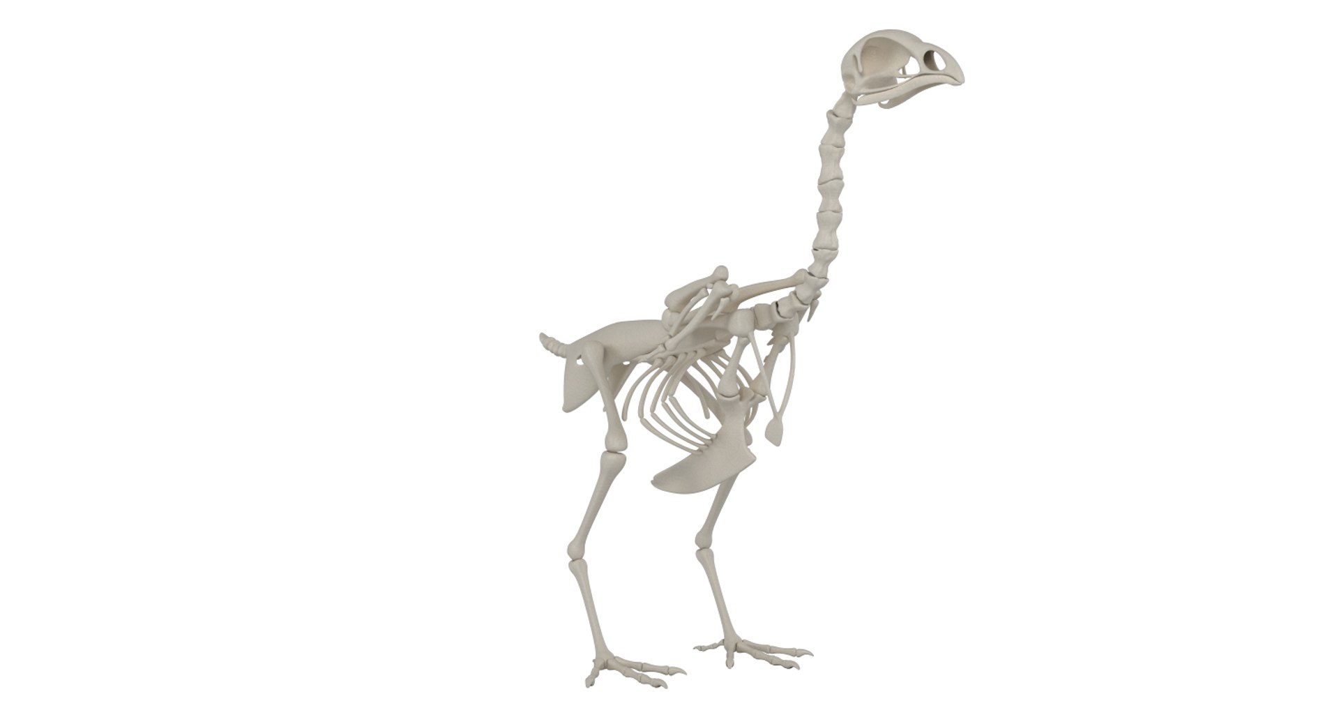 3D Hen Skeleton - TurboSquid 1356858