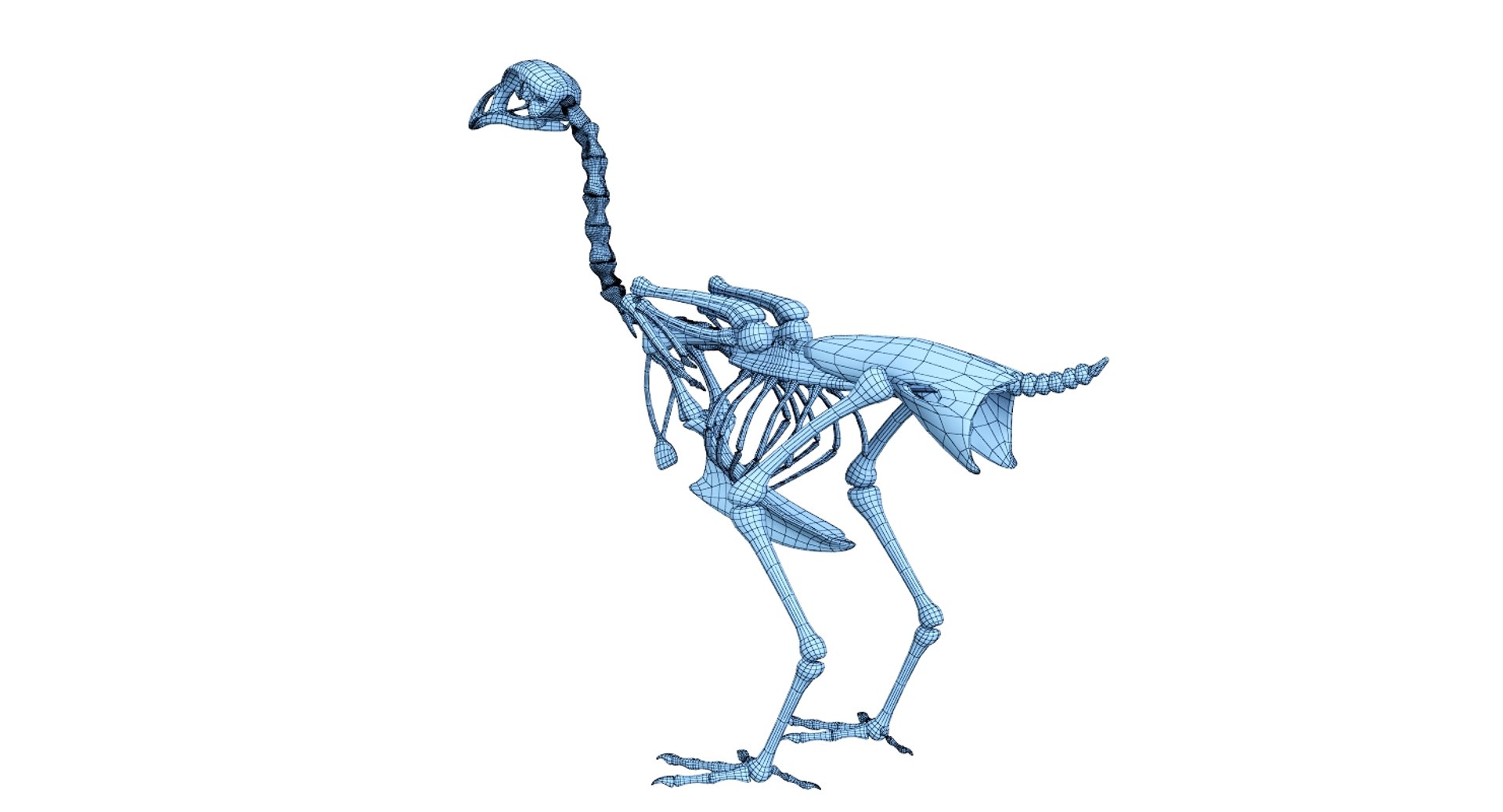 3D hen skeleton - TurboSquid 1356858