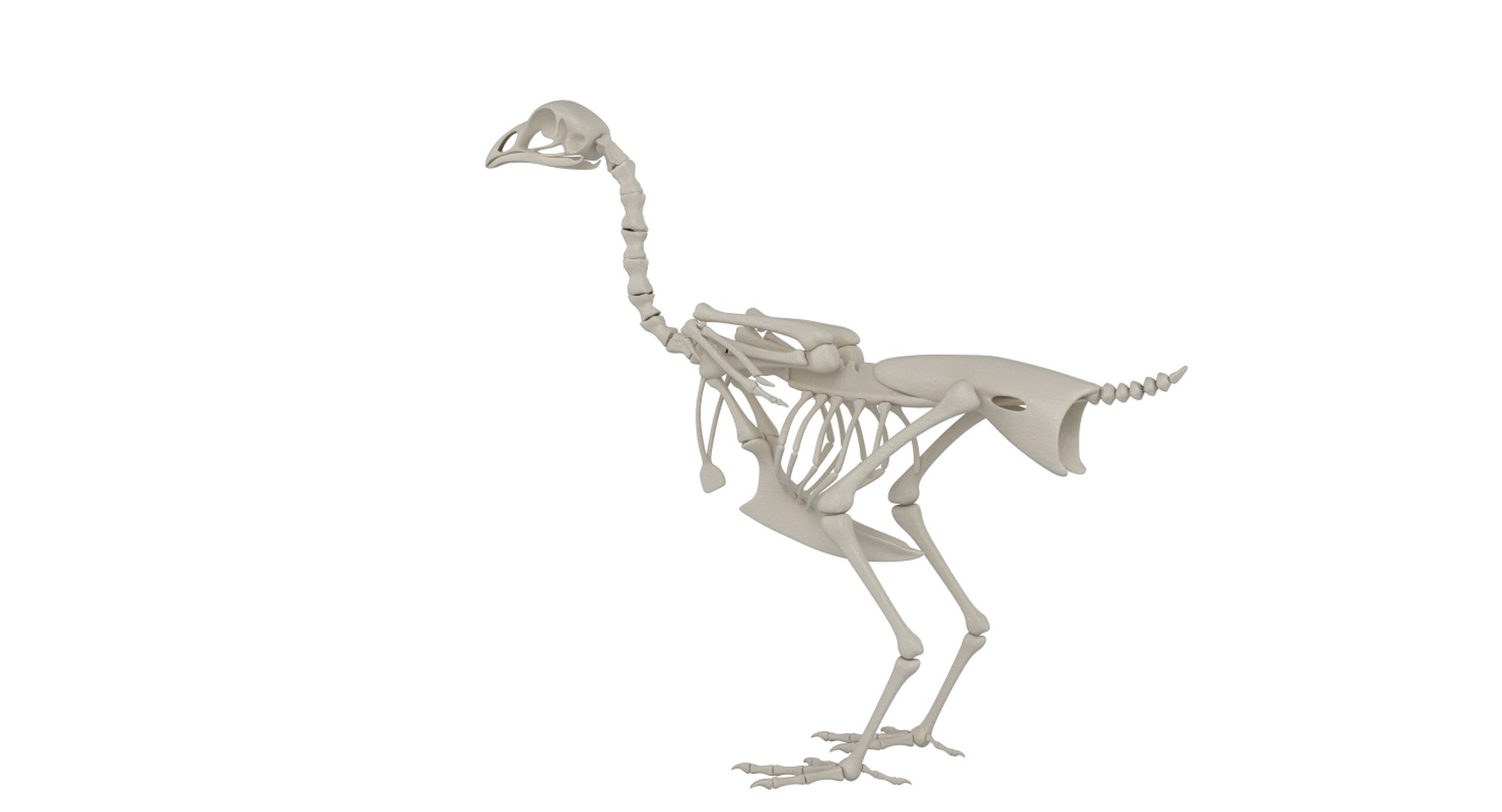 3D Hen Skeleton - TurboSquid 1356858