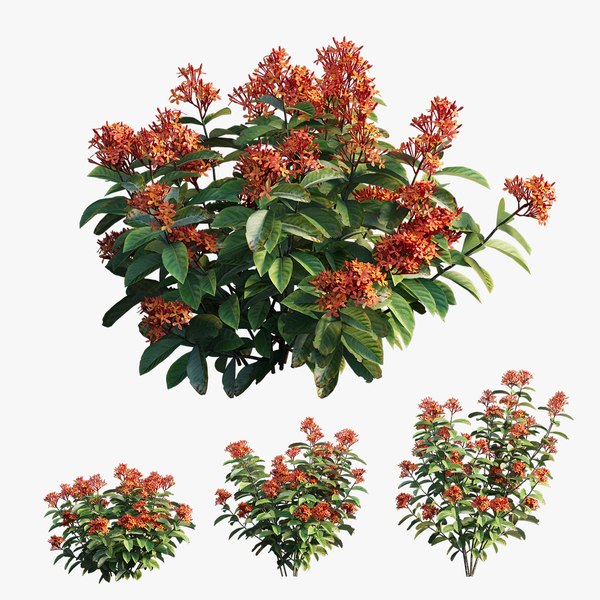 plant ixora coccinea 3d model
