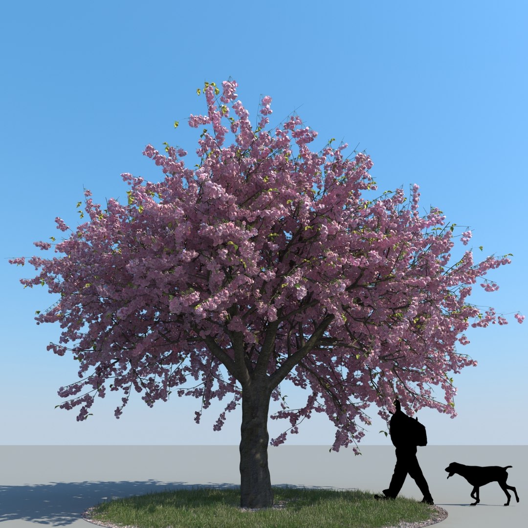 Max Realistic Cherry Tree