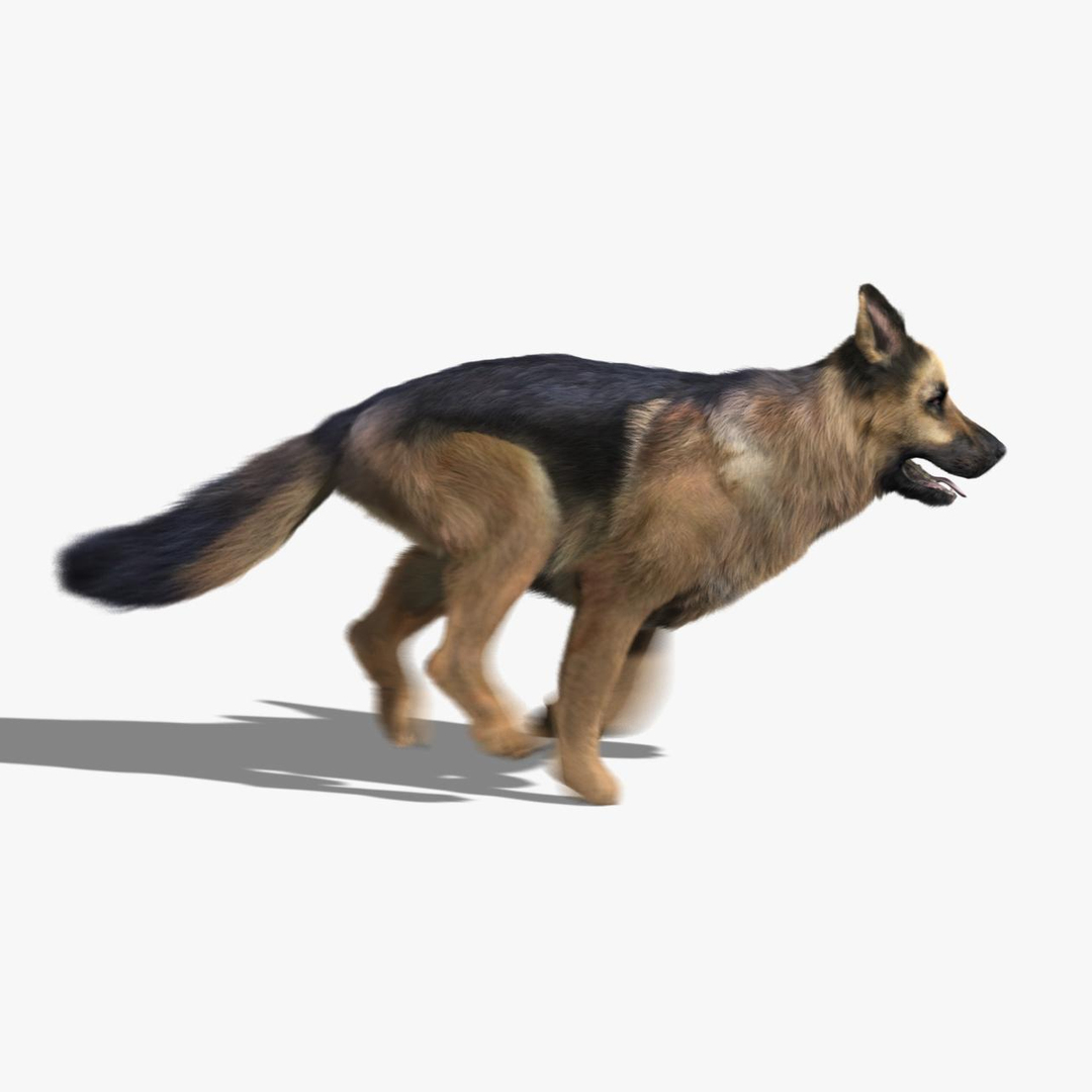 German Shepherd Fur Animations 3d Model
