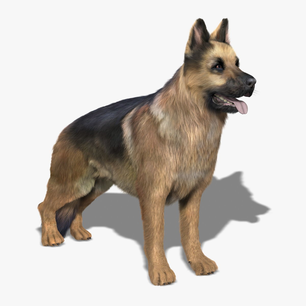 german shepherd fur animations 3d model