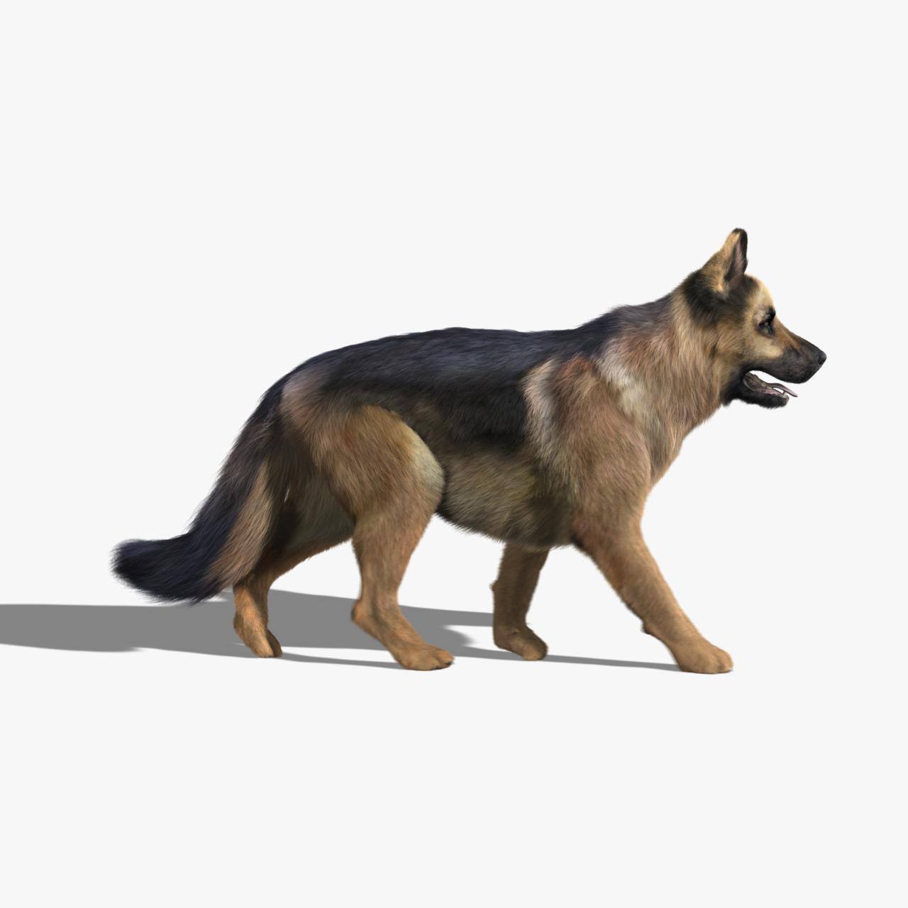 german shepherd fur animations 3d model