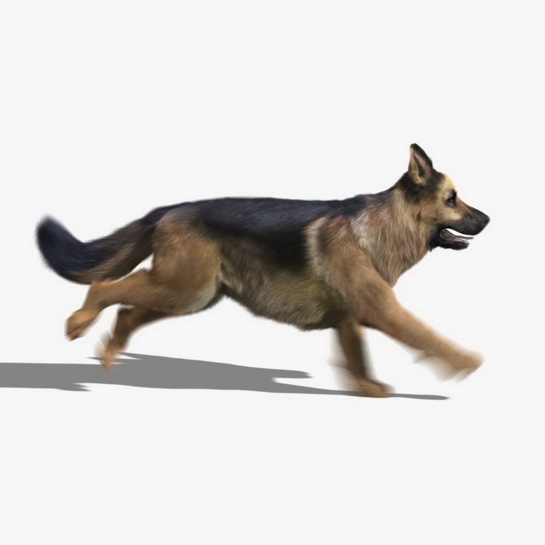 german shepherd fur animations 3d model
