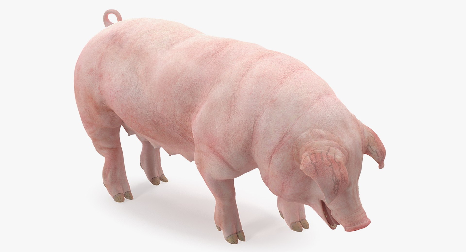 Pig Sow 3D Model - TurboSquid 1355639