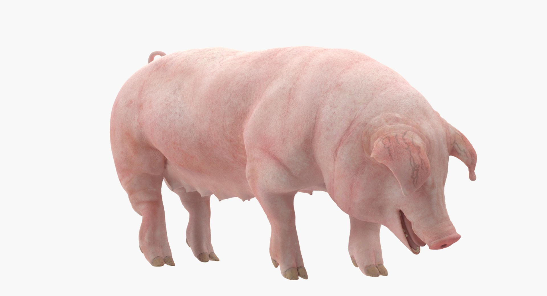 Pig Sow 3D Model - TurboSquid 1355639