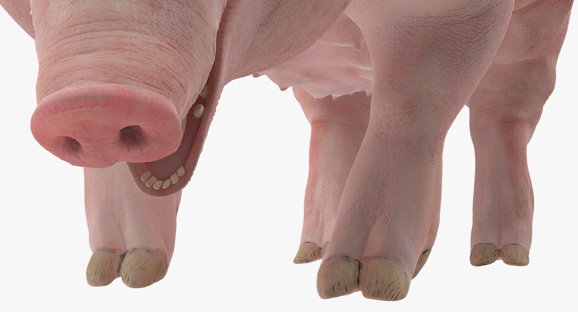 Pig Sow 3D Model - TurboSquid 1355639