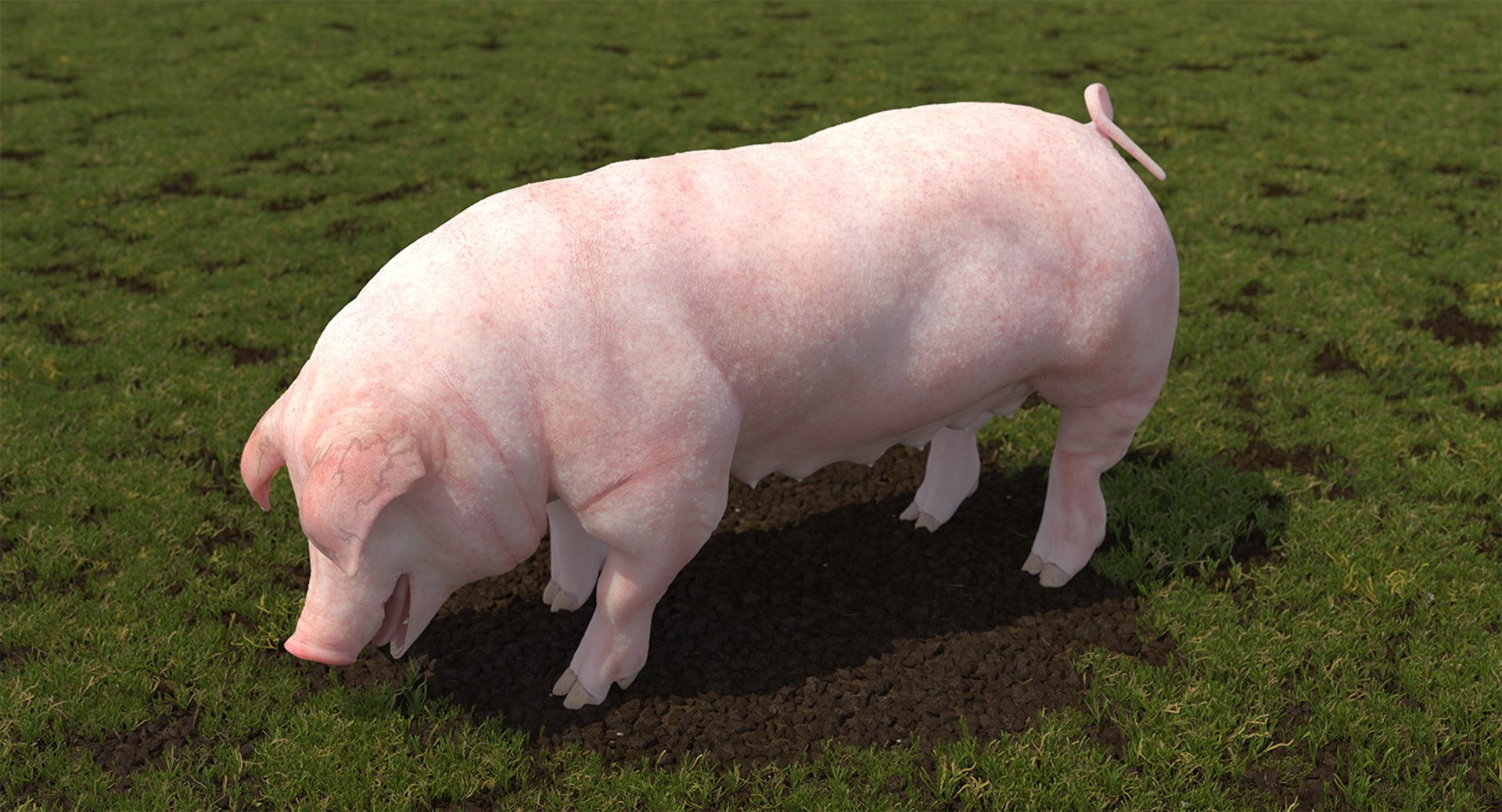 Pig Sow 3D Model - TurboSquid 1355639