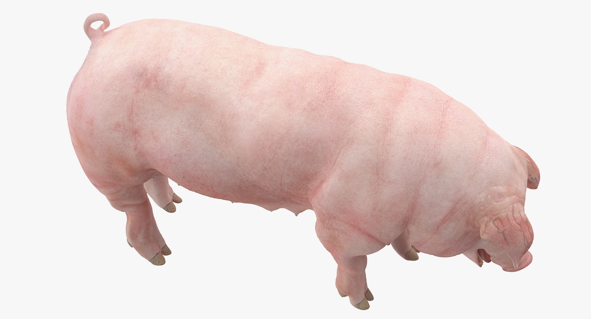 Pig Sow 3D Model - TurboSquid 1355639