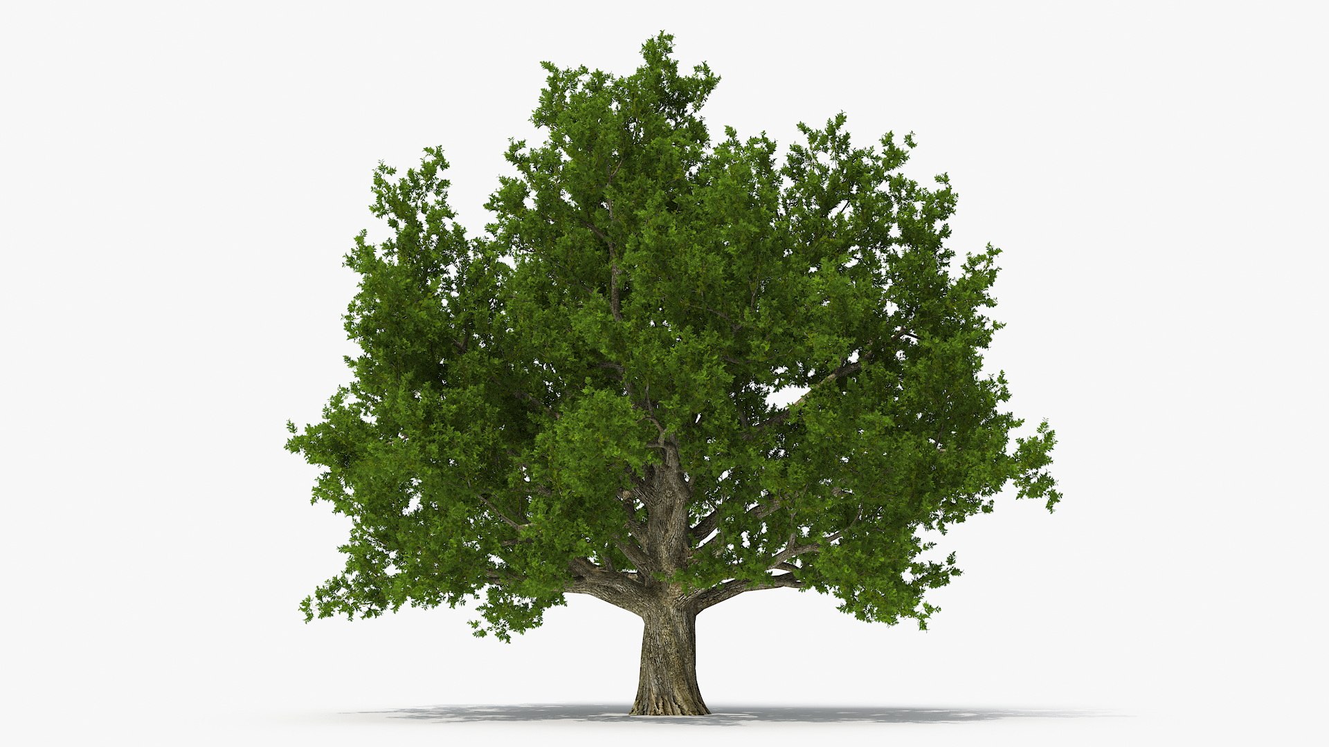Realistic Oak Tree 3D Model - TurboSquid 2329773