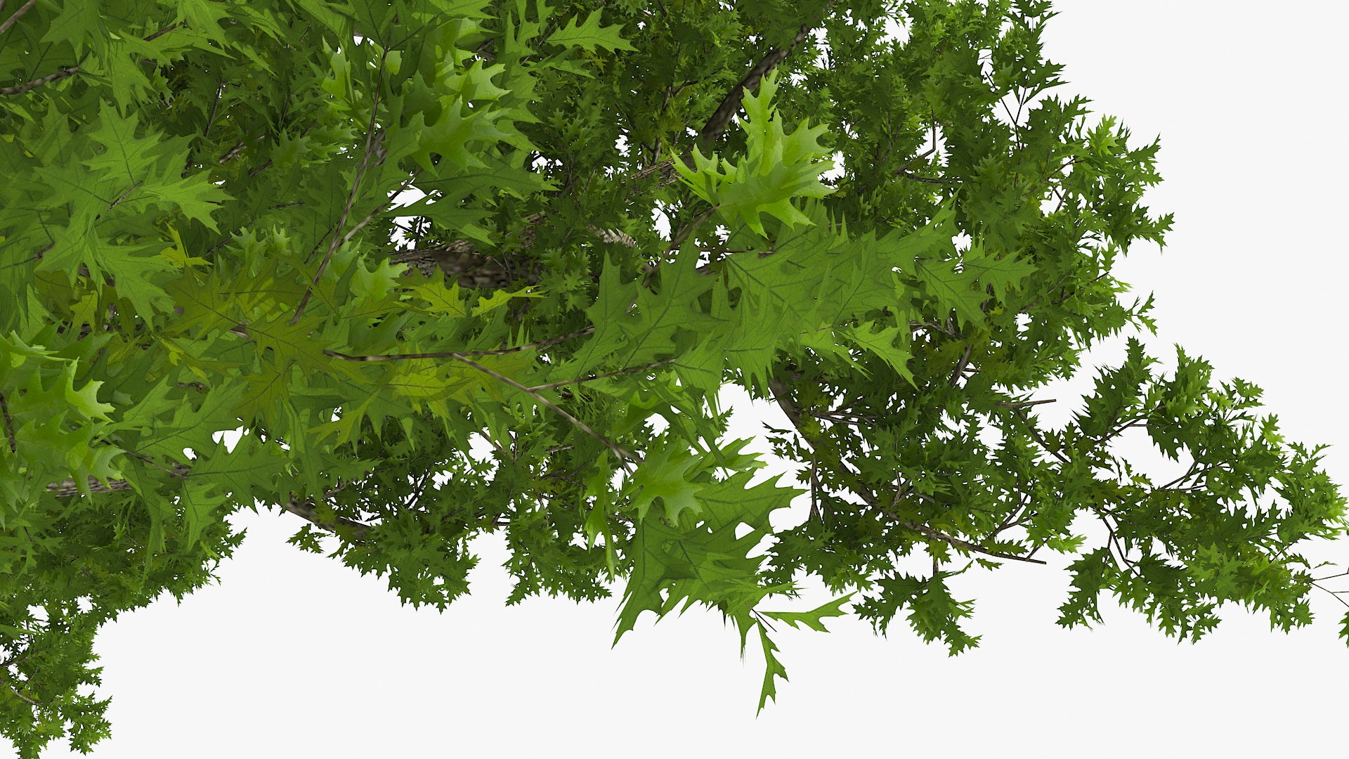 Realistic Oak Tree 3D Model - TurboSquid 2329773