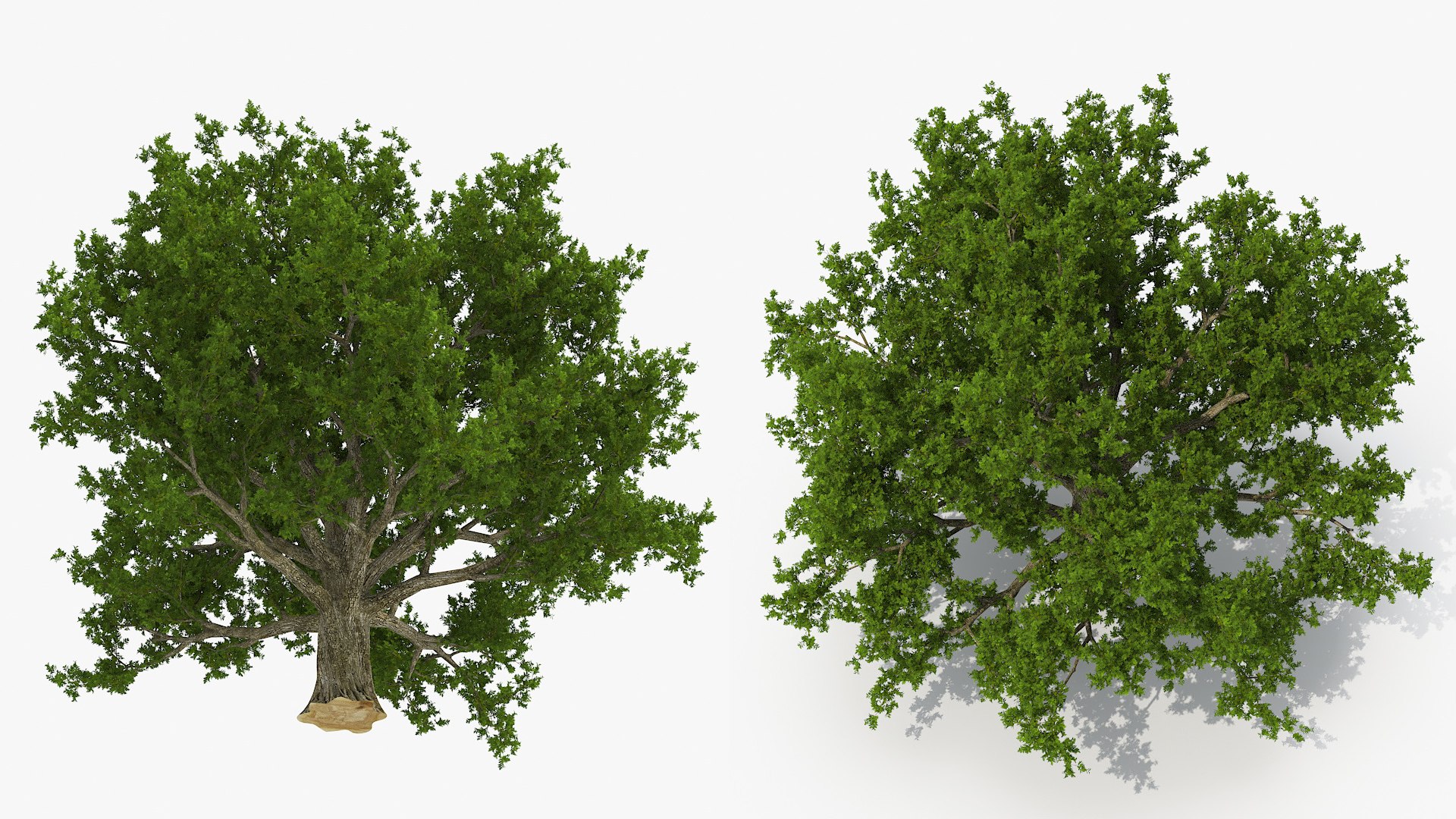 Realistic Oak Tree 3D Model - TurboSquid 2329773