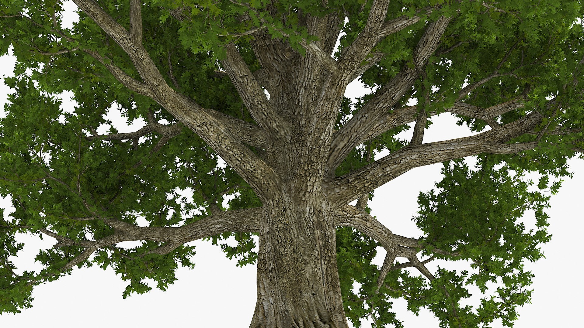 Realistic Oak Tree 3D Model - TurboSquid 2329773